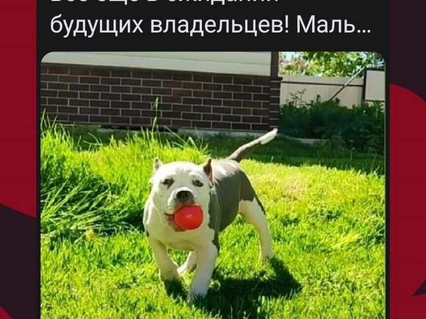 Американский Булли Классик мальчик