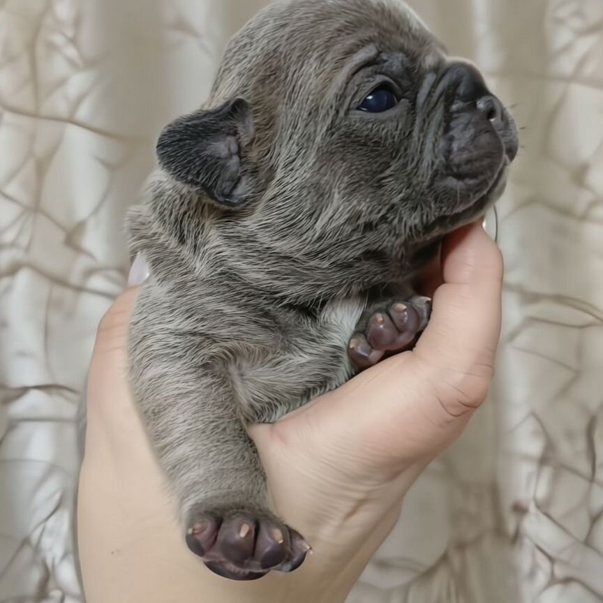 Французский бульдог, щенок