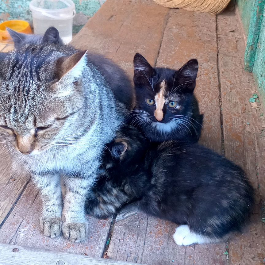 Котята в добрые руки бесплатно