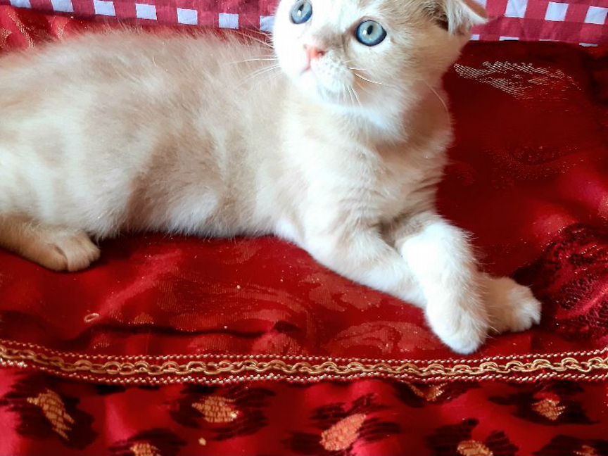 Шотландский котик