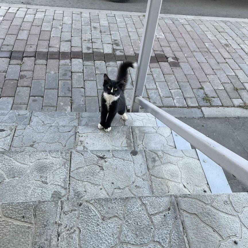 Милая дама в добрые руки