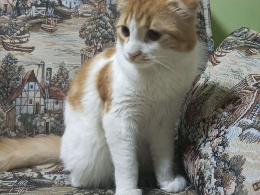 Скотиш фолд мальчик 7 месяцев