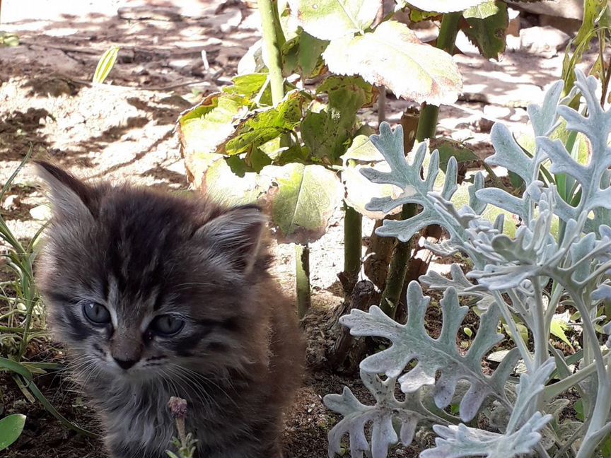 Котята в добрые руки бесплатно