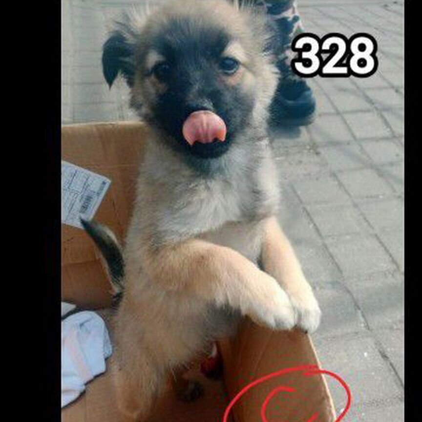 Щенок в добрые руки