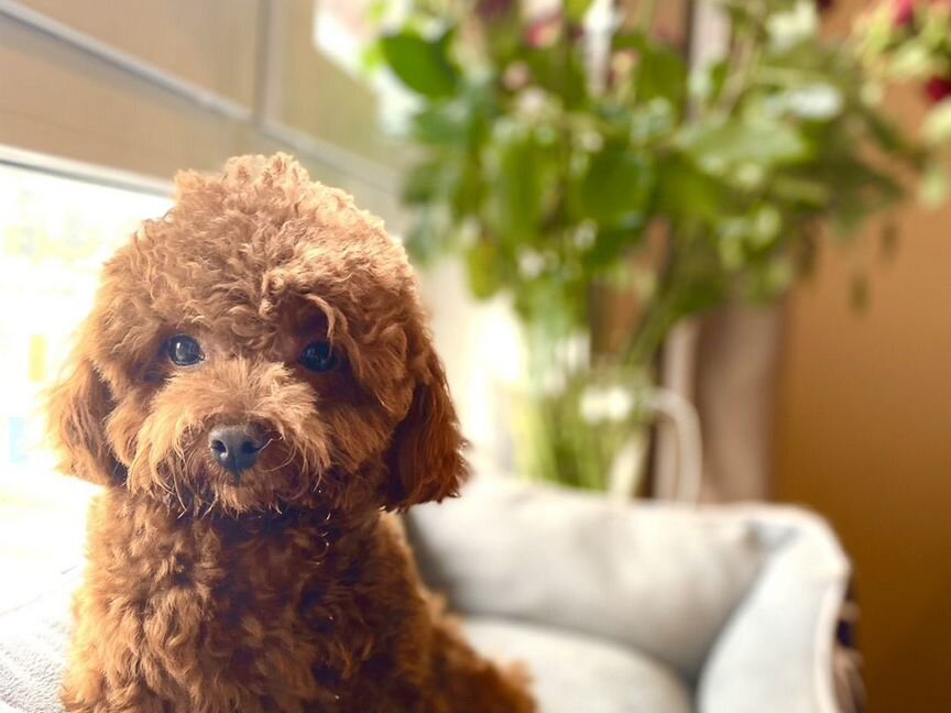 Той-пудель девочка ред браун Китай, 8 мес