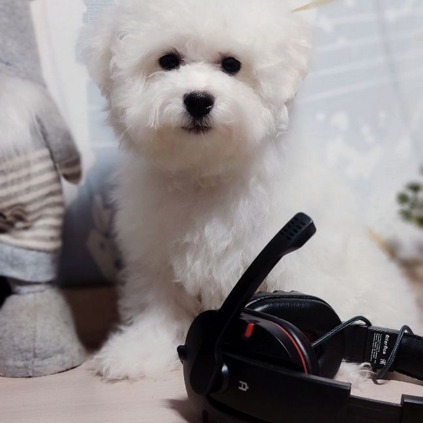 Бишон фризе, щенок