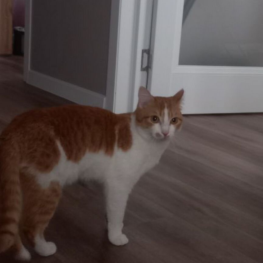 Взрослая, кошка в добрые руки