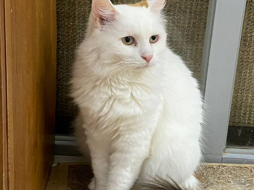 Кошечка Мерлин Монро ищет дом