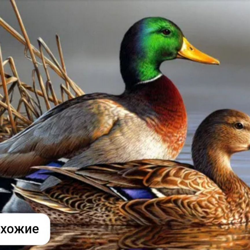 Подсадные утки и селезни