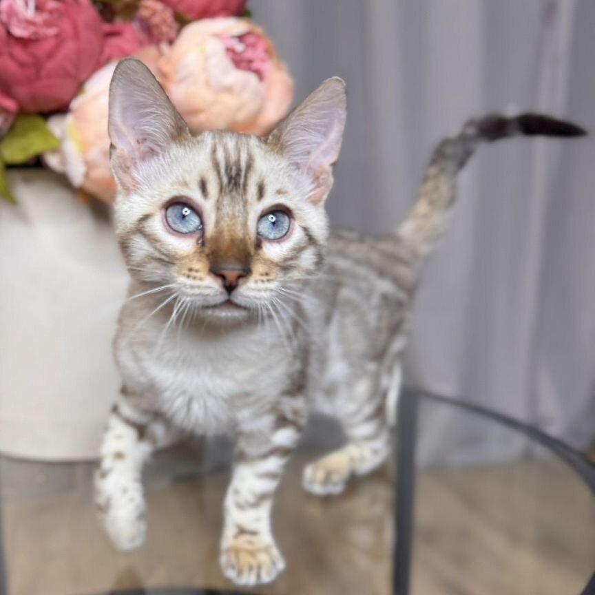 Мальчик снежный линкс