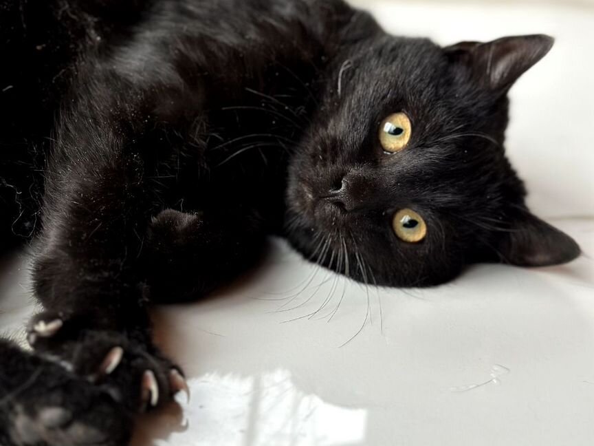 Котик, 5 месяцев, в добрые руки