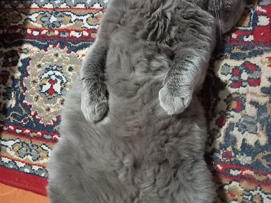 Вязка Британец