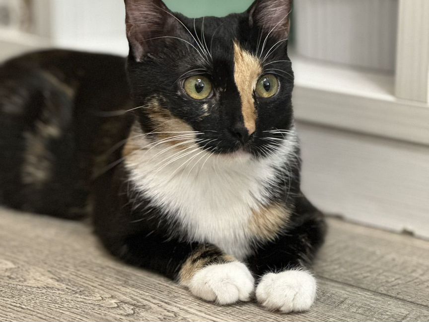 Зефирка 7 месяцев стерилизована ищет дом