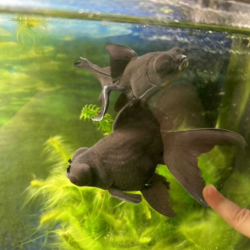 Два телескопа рыбка