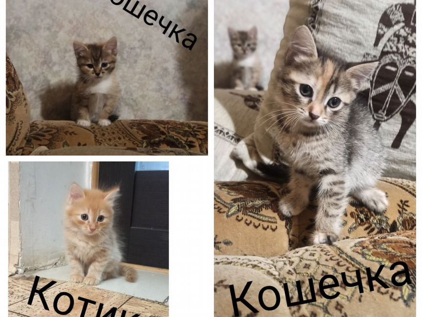 Котятки