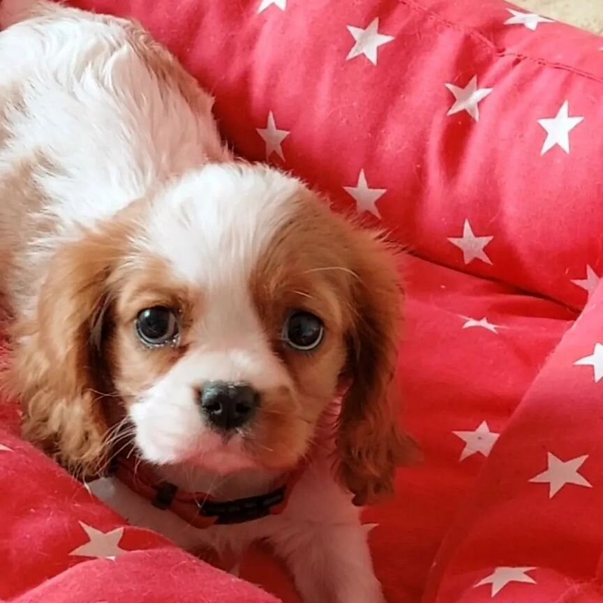 Кавалер Кинг чарльз спаниель, девочка