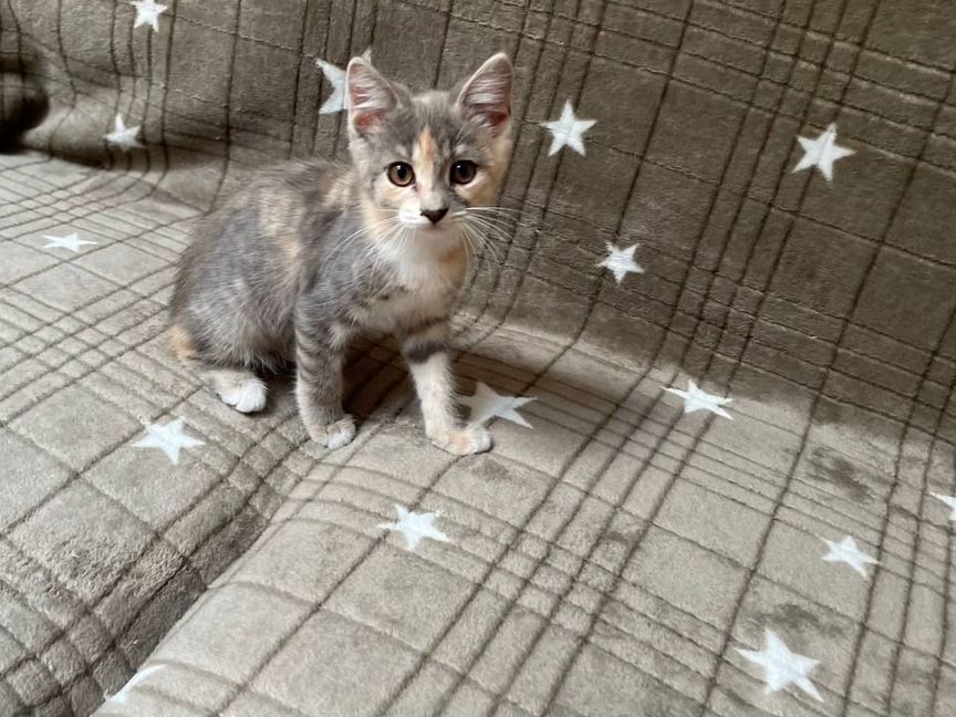 Кошечка Луна