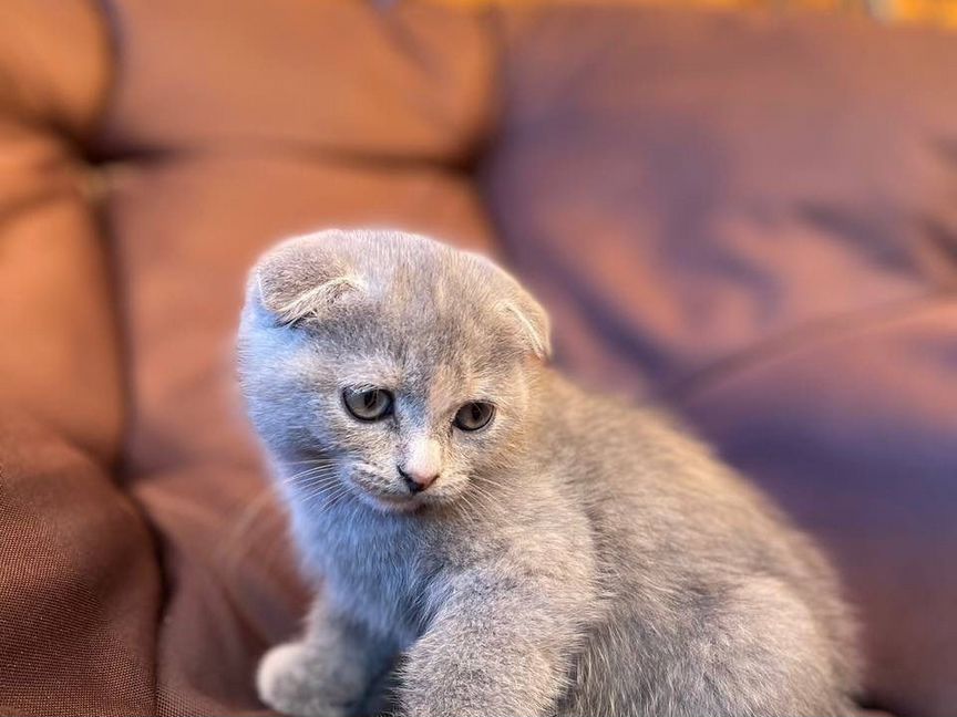 Британские котята