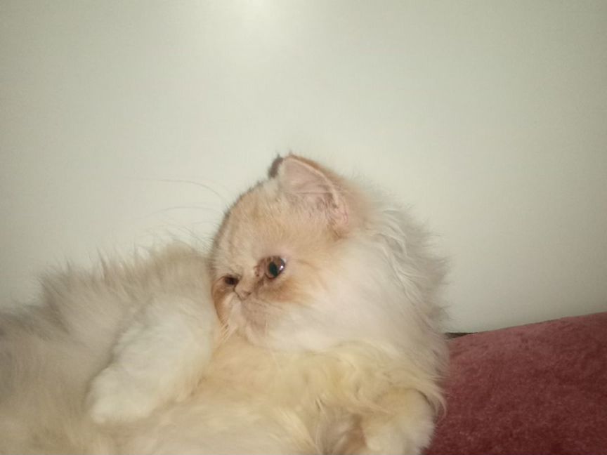 Персидский котик