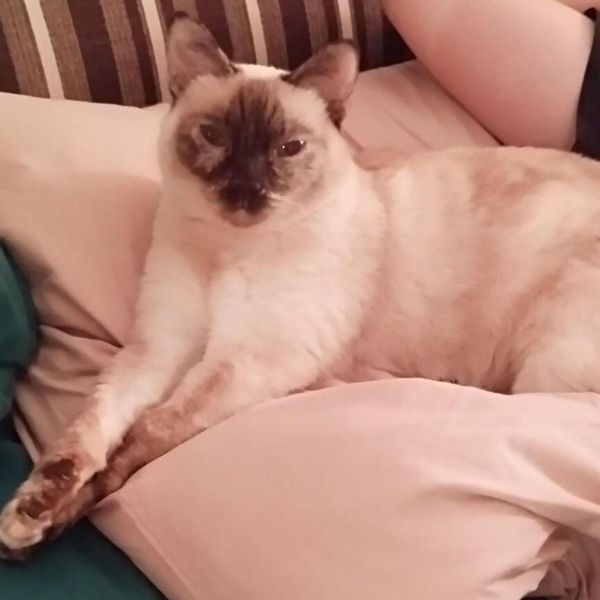 Тайская, взрослая кошка