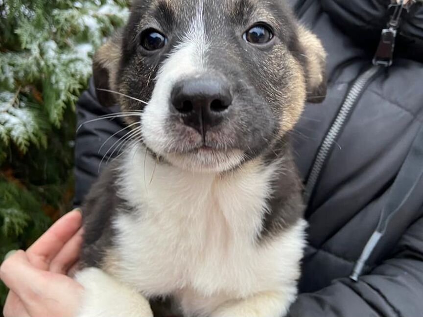 Собака дворняжка щенок