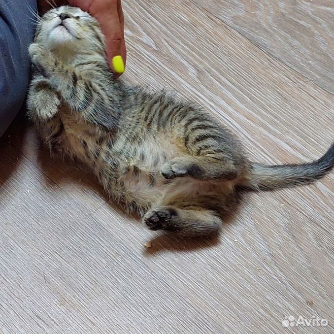 Котенок 1.5 месяца мальчик