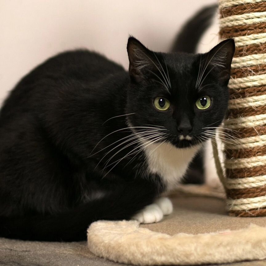 Кошечка Сабрина в добрые руки