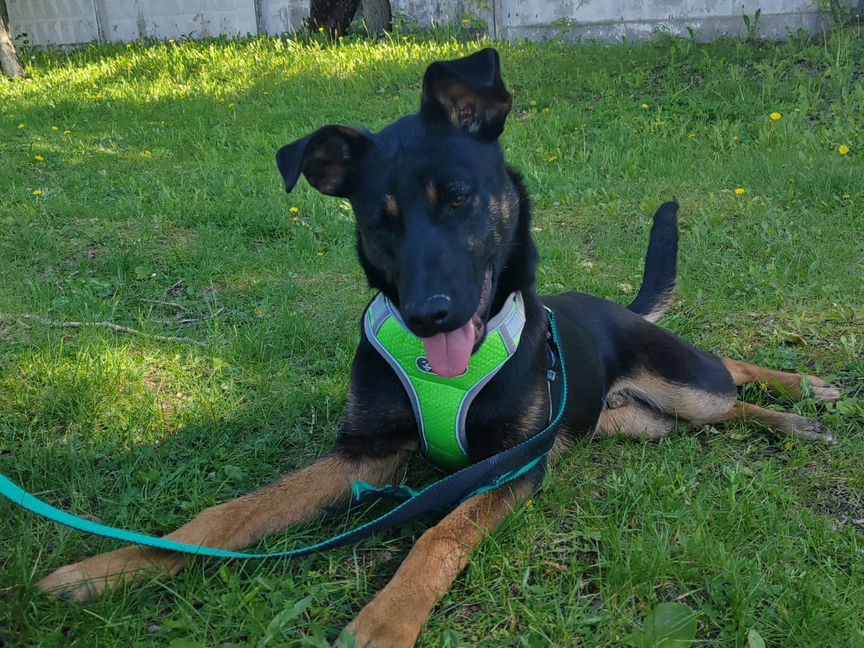 Щенок в добрые руки