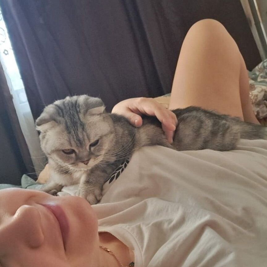 Шотландская вислоухая кошка