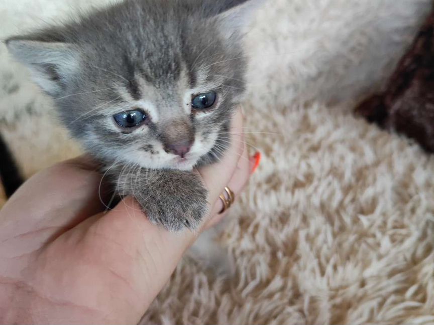 Кошки