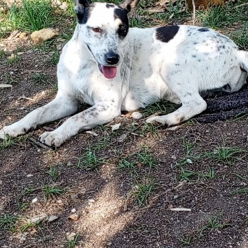 Собака в добрые руки