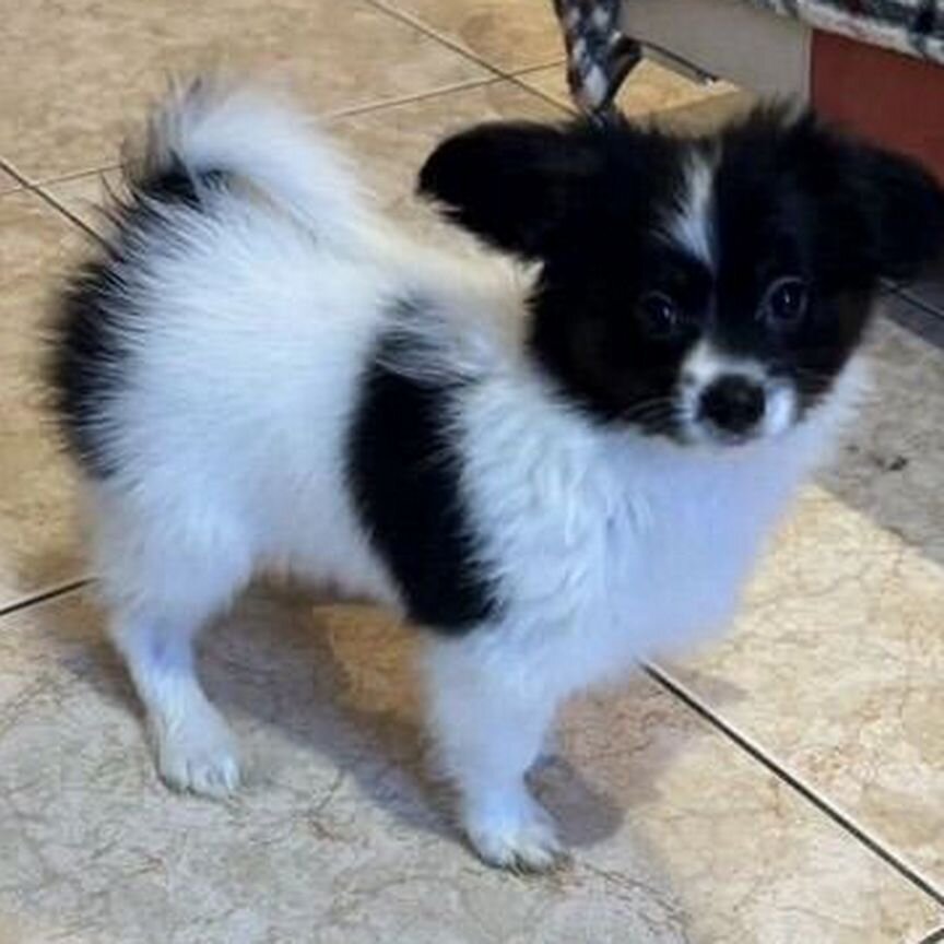 Континентальный той-спаниель папильон, щенок