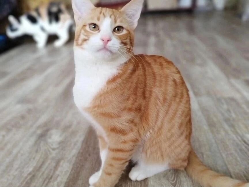 Кот в добрые руки