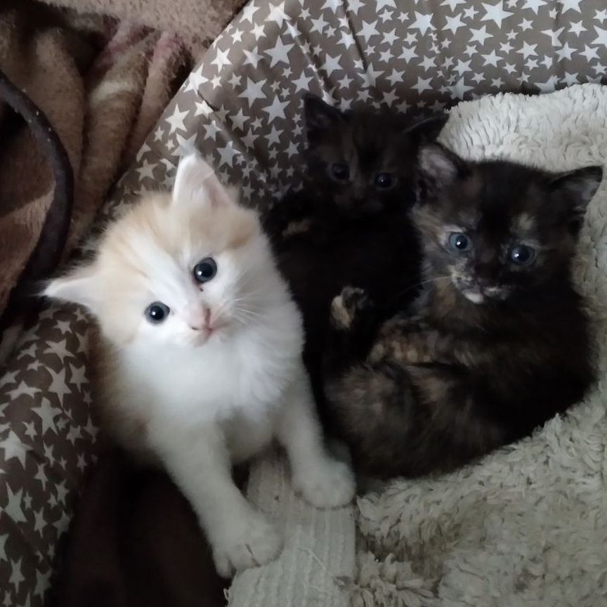 Котята в добрые руки