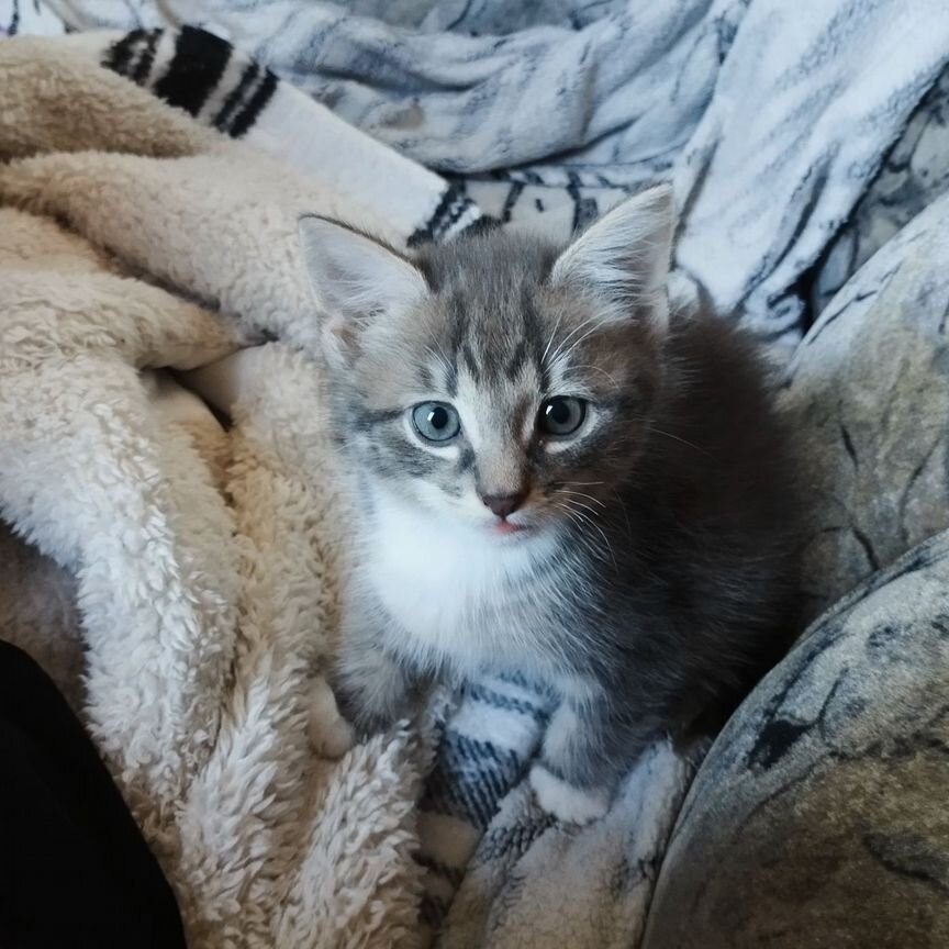 Котенок 1,5 мес