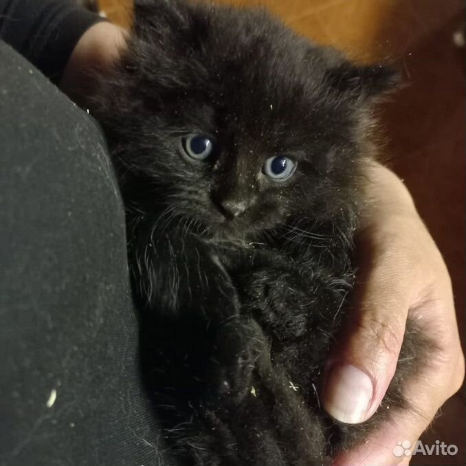 Котенок Пух