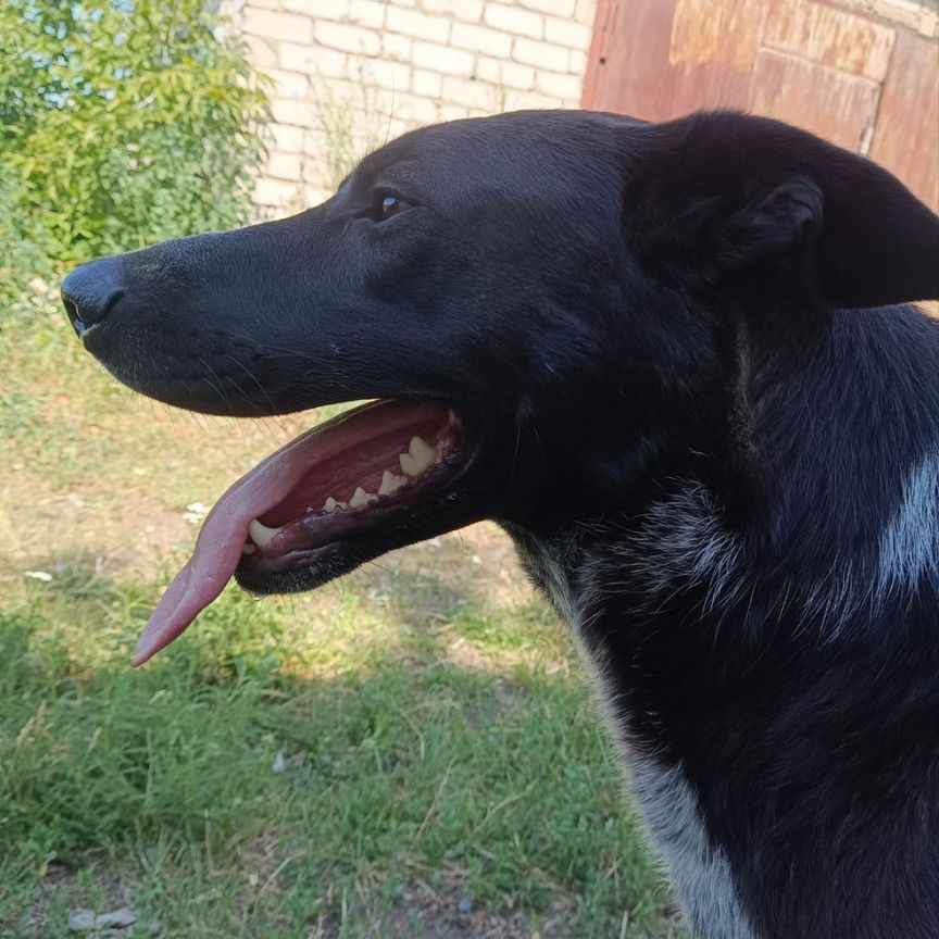 В добрые руки