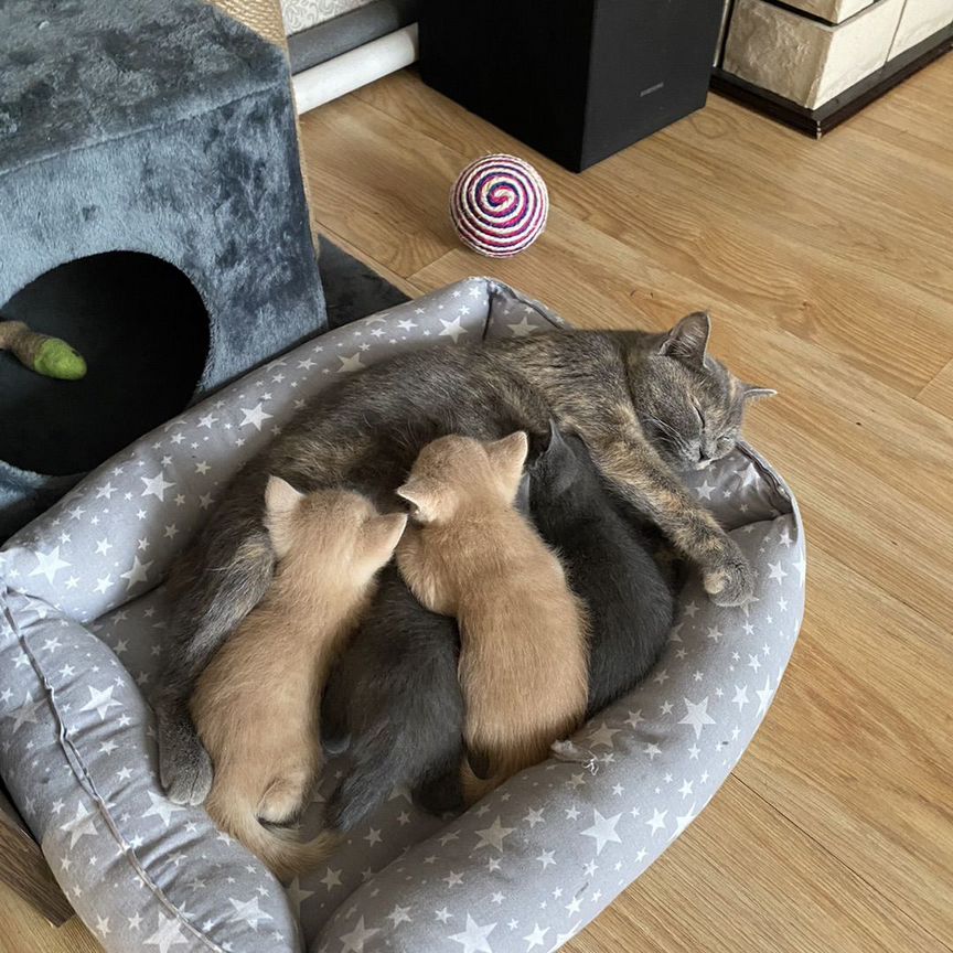 Котята в добрые руки