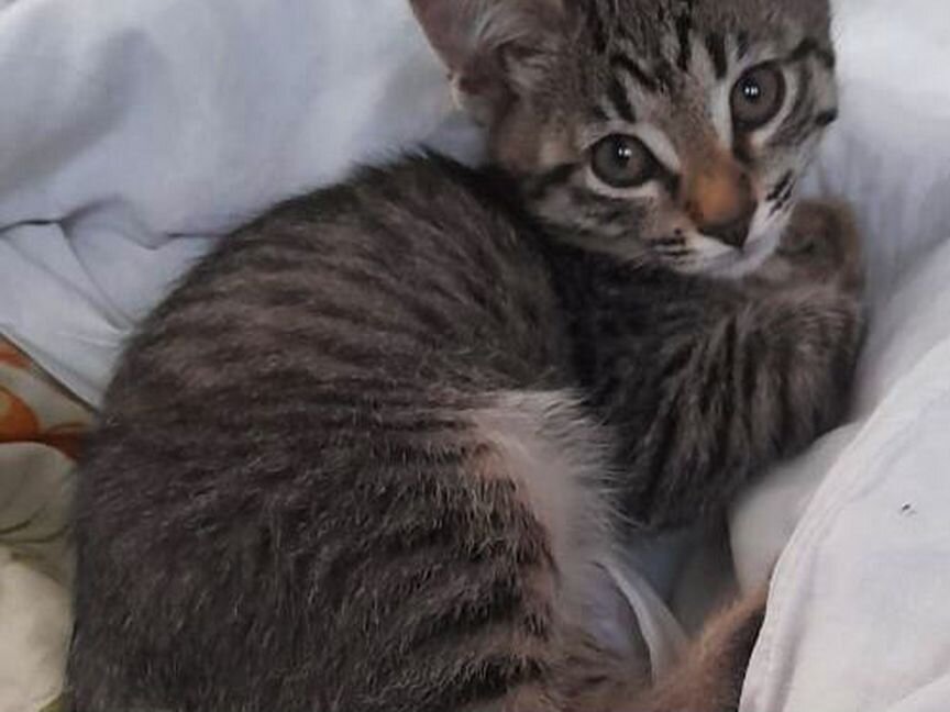 Котенок - тигренок