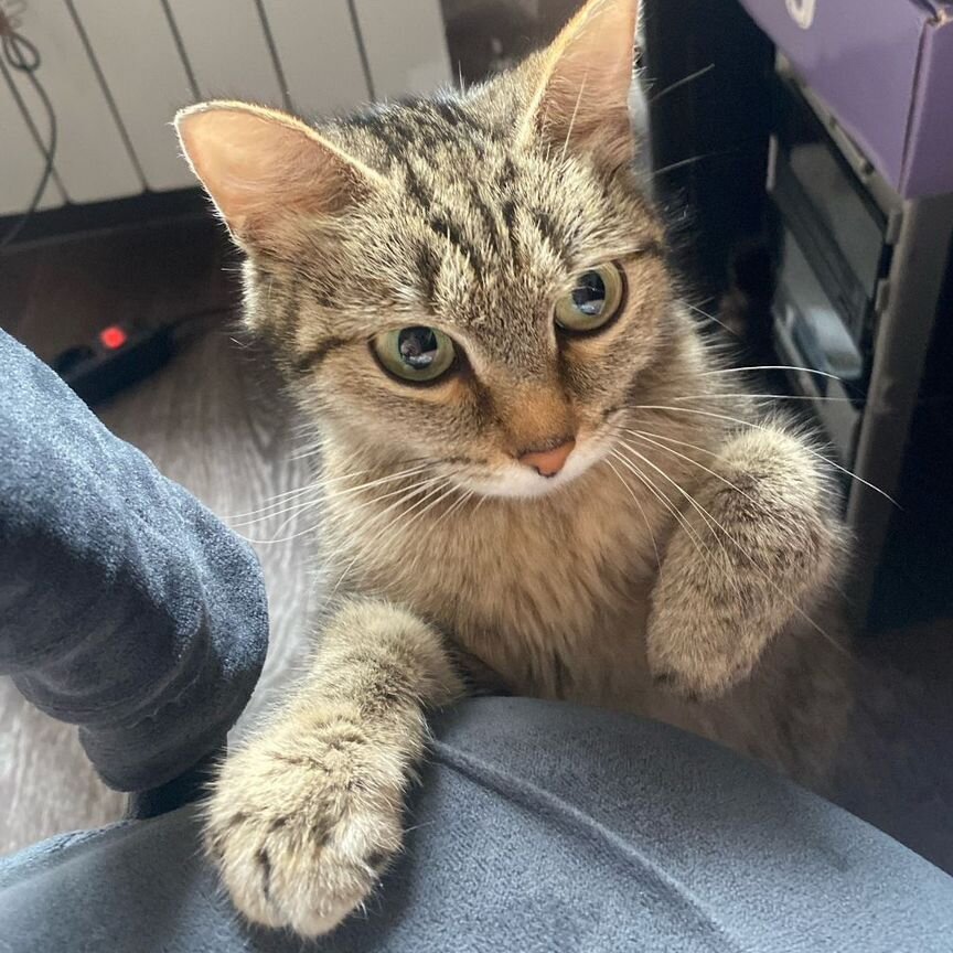 Взрослая, кошка в добрые руки