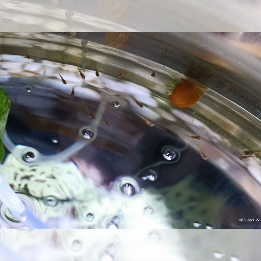 Мальки гуппи беспородные