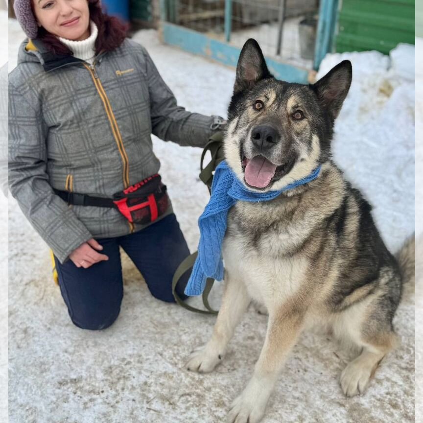 Взрослый пёс в добрые руки