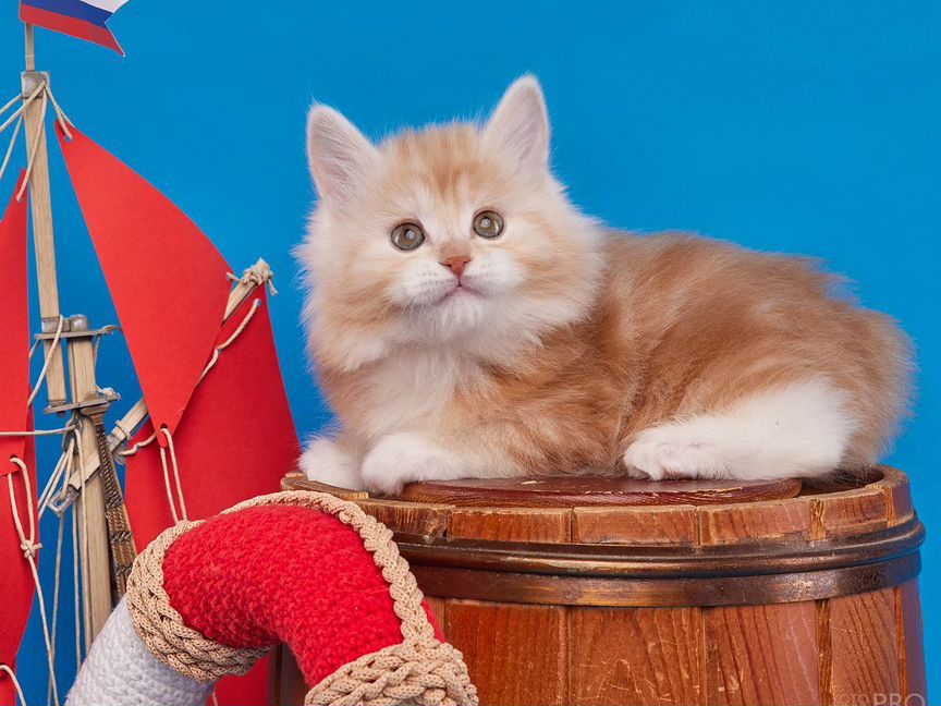 Елисей. Котёнок. Курильский бобтейл