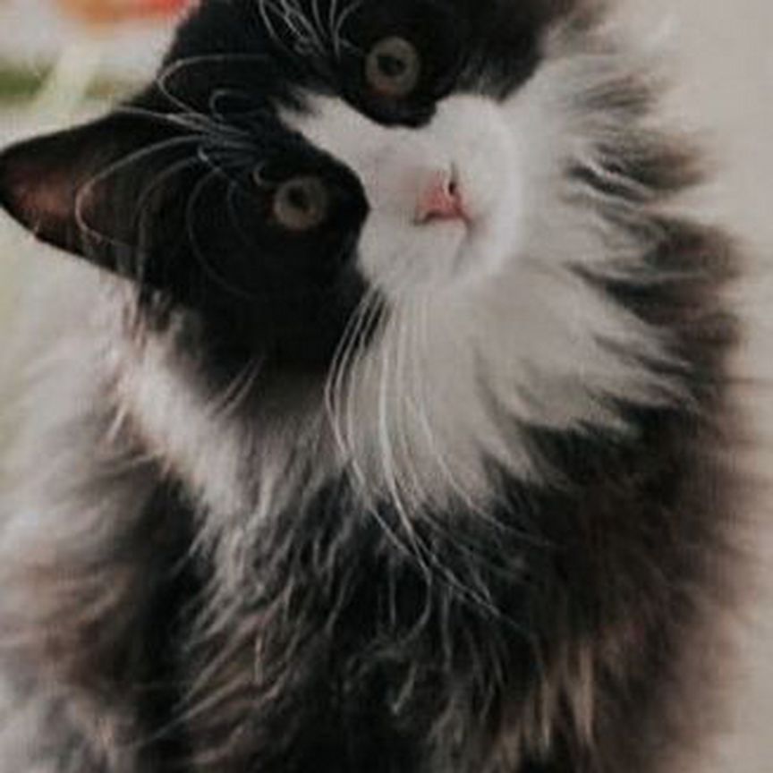 Ласковый Сибирский котик