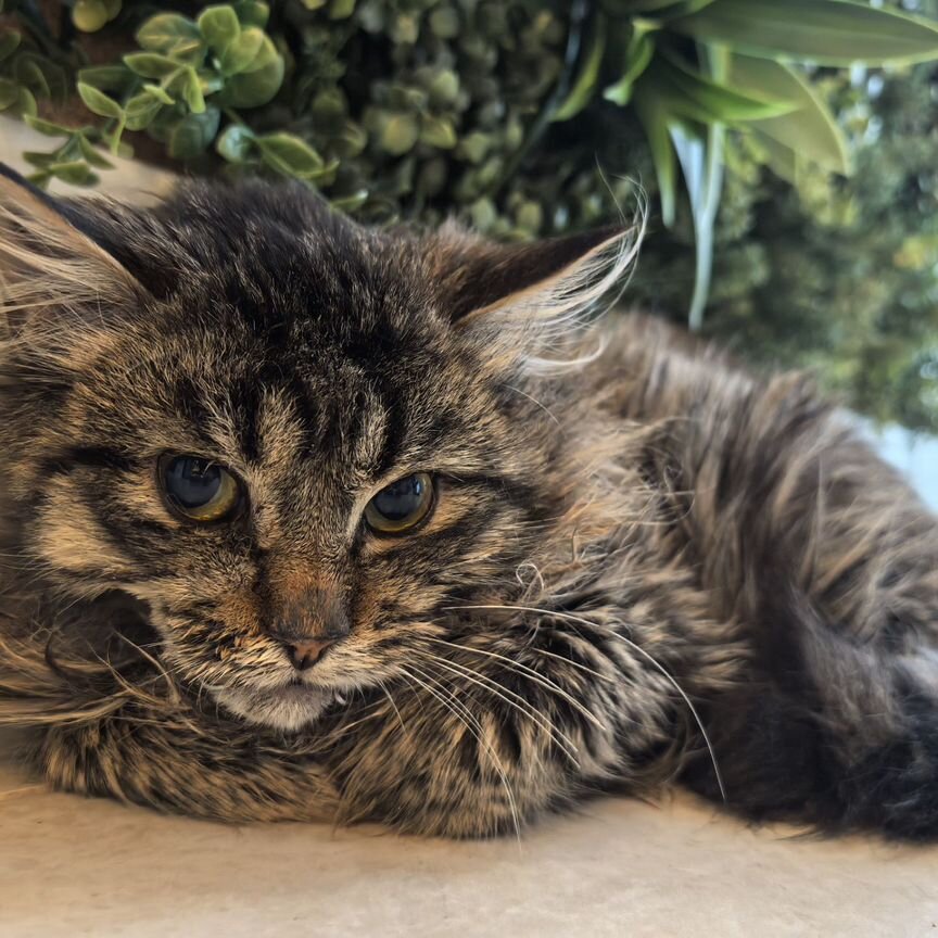 Котик в добрые руки