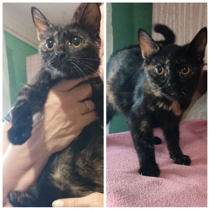 Котенок кошечка мегаласковое чудо