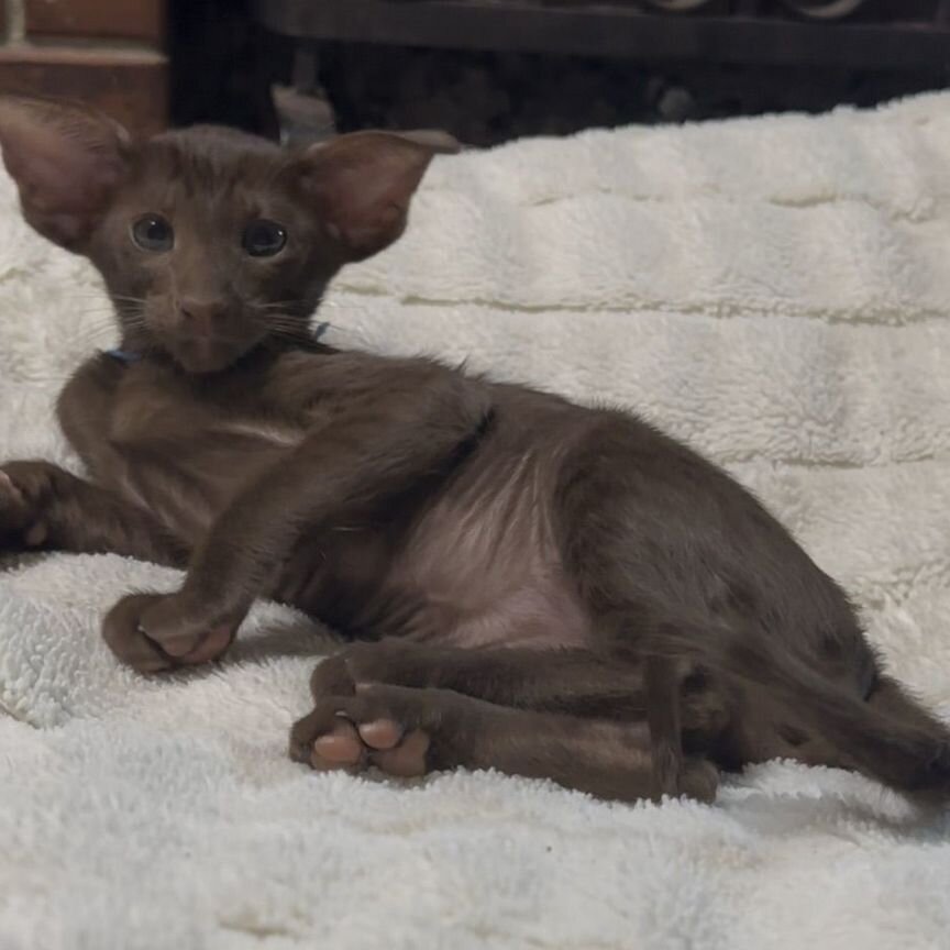 Ориентальный котёнок