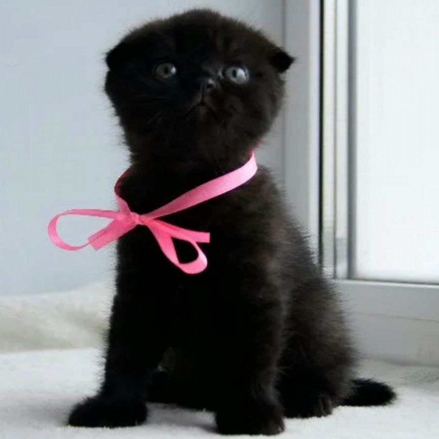 Вислоухие красотки)