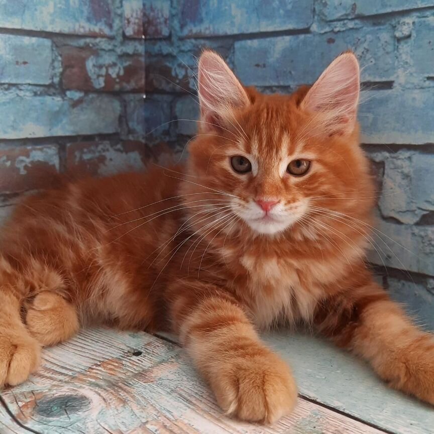 Красные яркие котята из питомника