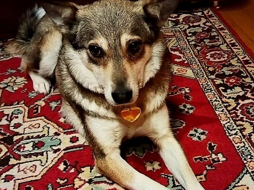 Собака улыбака